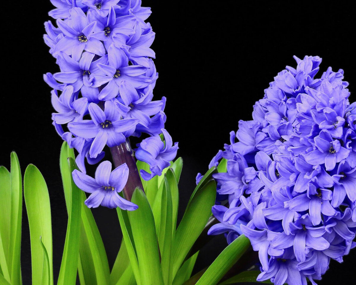 ZAMBILA frunza / HYACINTH leaf - Sugarflowers and Dreams